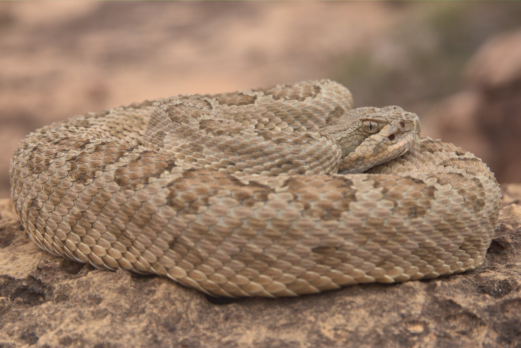 Great Basin Rattlesnake (Crotalus oreganus lutosus) - Snakes and Lizards