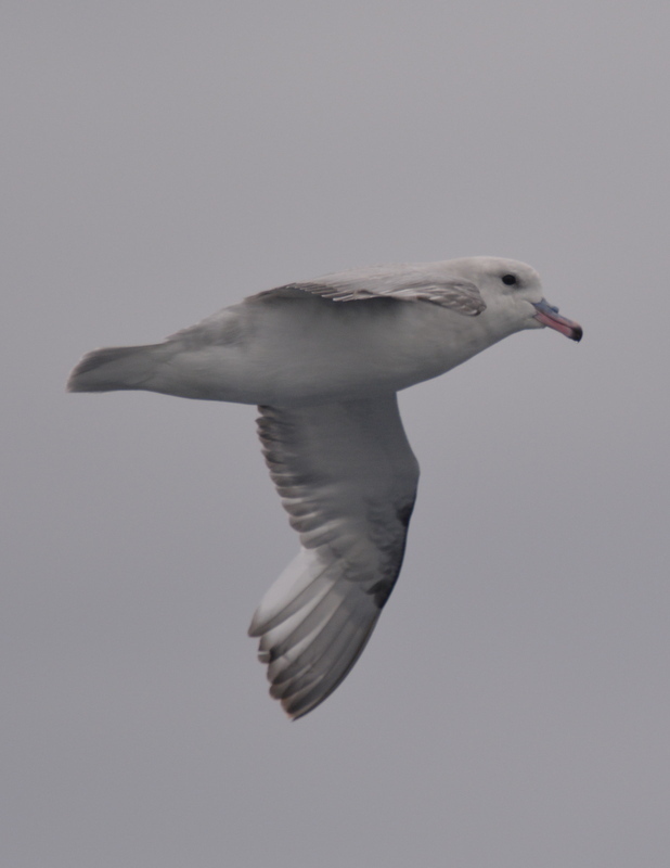 Southern Fulmar · Silbersturmvogel · Fulmar Argenté (HX - Common ...