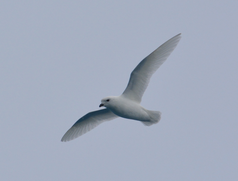 Snow Petrel · Schneesturmvogel · Pétrel des Neiges (HX - Common ...