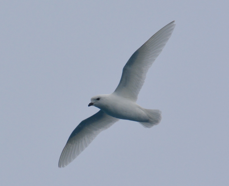 Snow Petrel · Schneesturmvogel · Pétrel des Neiges (HX - Common ...