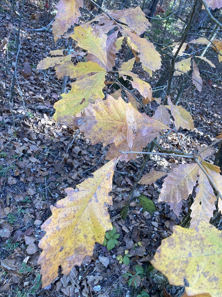 swamp white oak from Moraine, Butler County, US-PA, US on October 30 ...