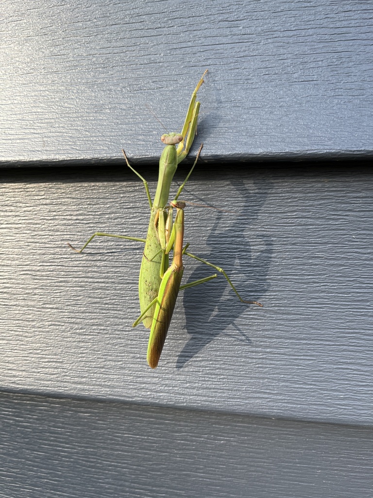 Chinese Mantis from Concession Rd 2, Chatsworth, ON, CA on October 30 ...