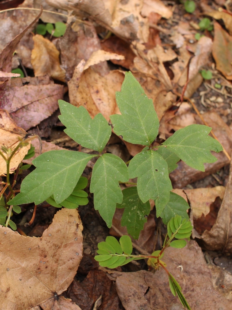 eastern poison ivy from 2RW6+W8, Seven Oaks, SC 29212, USA on October ...