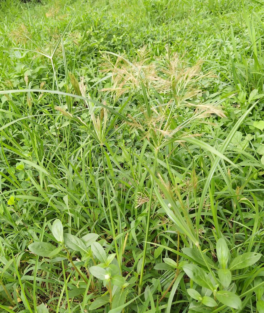Slender cyperus from Kaohsiung, Kaohsiung, Taiwan on July 10, 2019 at ...