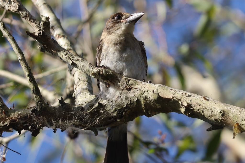 Pied Butcherbird from Murrumba Downs QLD 4503, Australia on October 29 ...