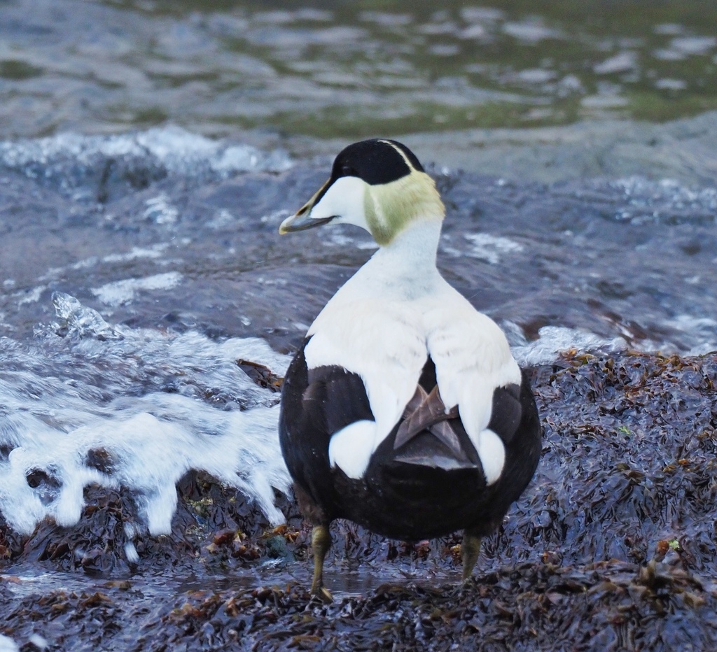 Common Eider from Undir Kongavarða, Tórshavn, Faroe Islands, FO on June 30, 2019 at 11:54 AM by ...