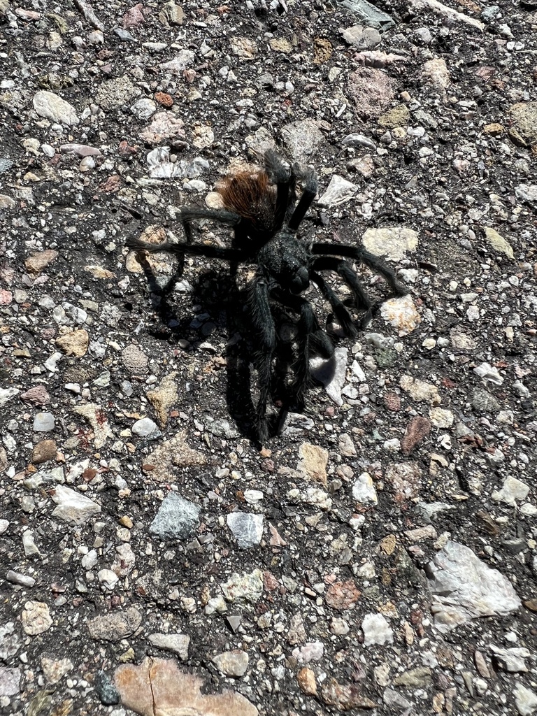 Santa Catalina Mountain Tarantula from Coronado National Forest, Tucson ...