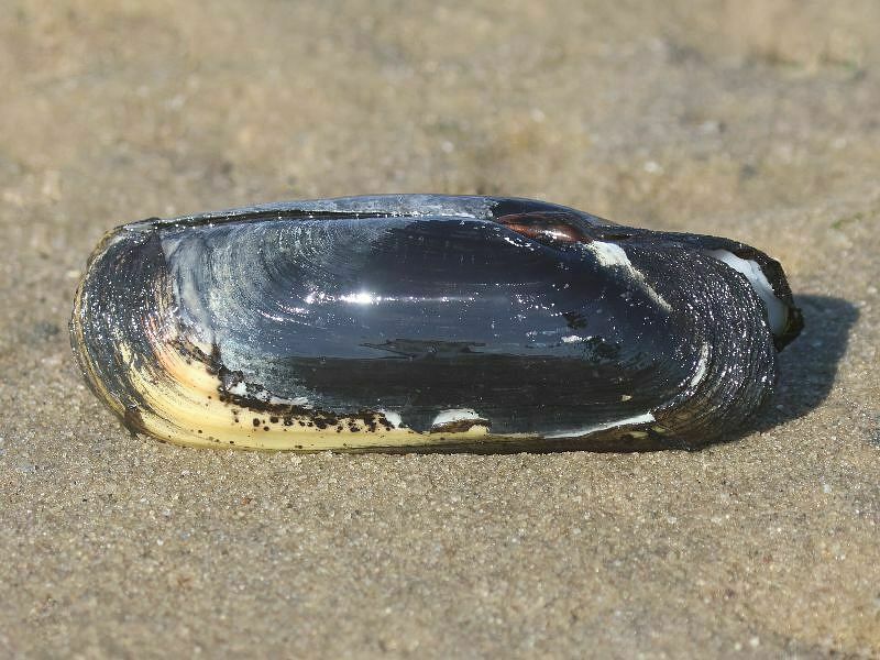 Stout Tagelus from Jones Beach, Nassau County, NY, USA on October 30 ...