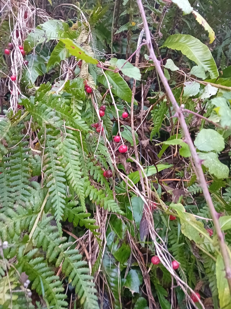 Black Bryony from Crowcombe, Taunton TA4 4AA, UK on October 30, 2024 at ...