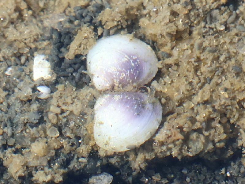 Amethyst Gem Clam from Jones Beach, Nassau County, NY, USA on October ...