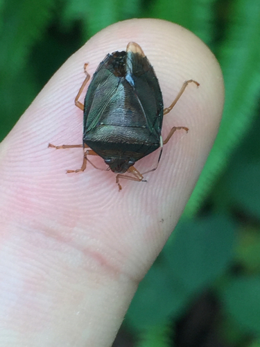 Genus Paterculus · iNaturalist