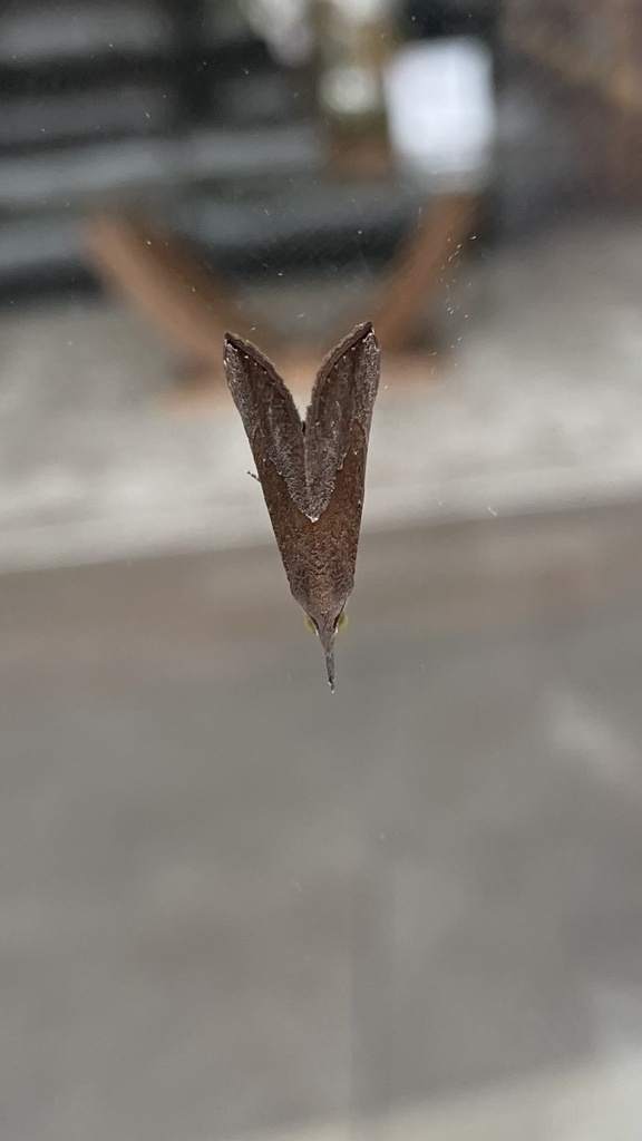 Brown Triangle Snout from Calle Nubes, Morelia, Mich., MX on October 30 ...