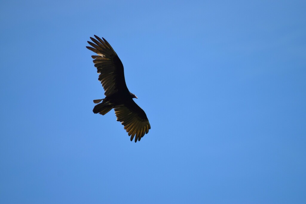 Turkey and Yellow-headed Vultures from Xilitla, S.L.P., México on ...