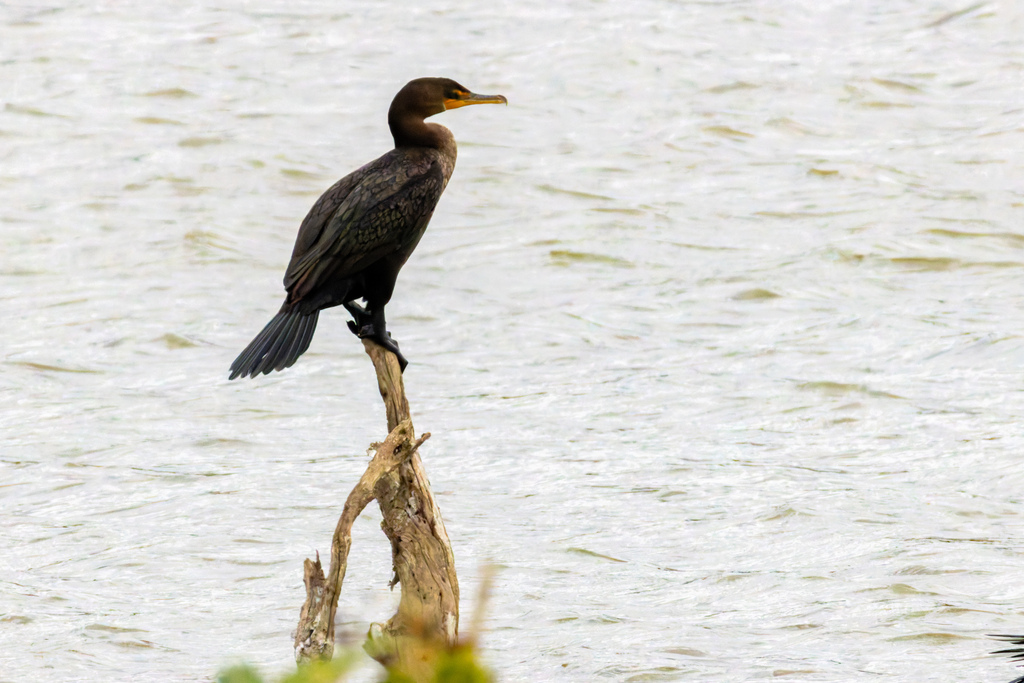 Double-crested Cormorant from Northwest Dallas, Dallas, TX, USA on ...
