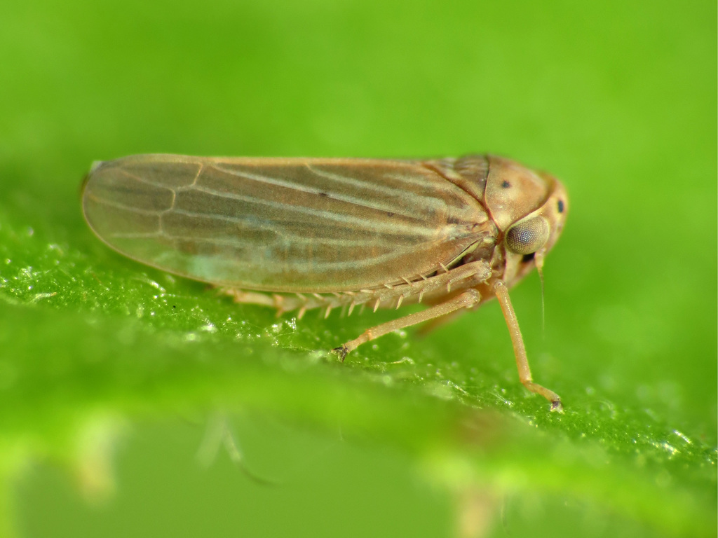 Agallia (Putnam County Site Observations - lice, thrips, true bugs, and ...