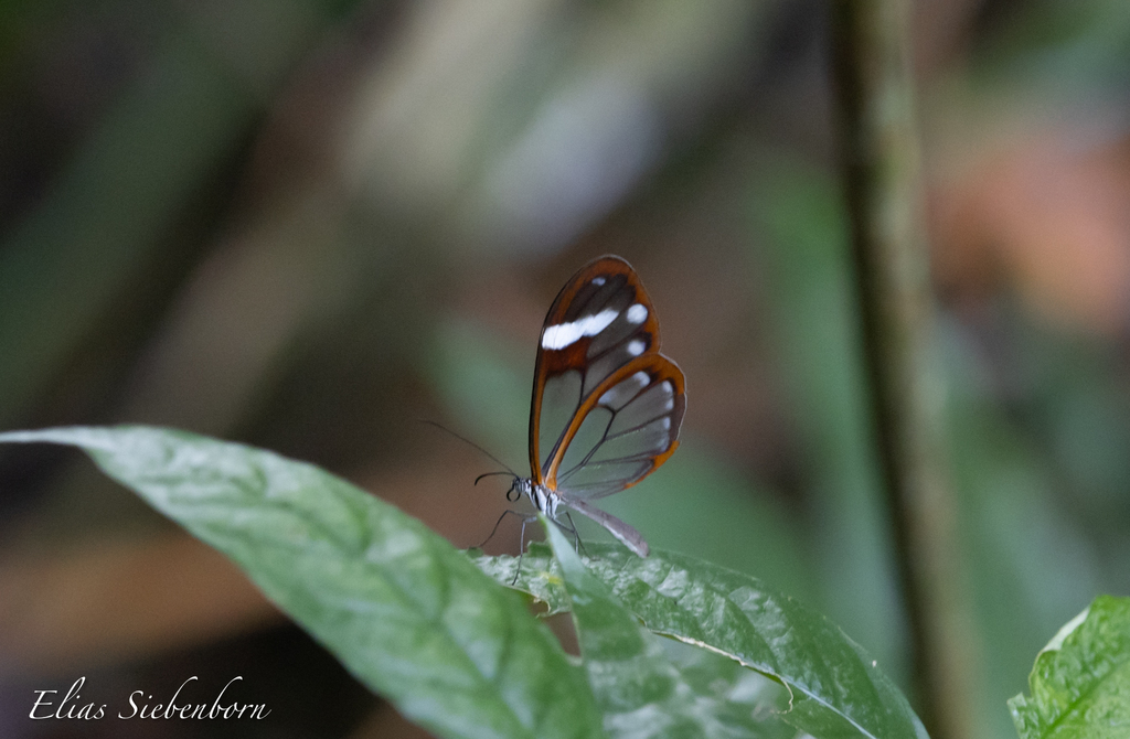Godyris nero nero from Ocosingo, Chis., México on October 22, 2024 at 05:09 PM by Elias ...