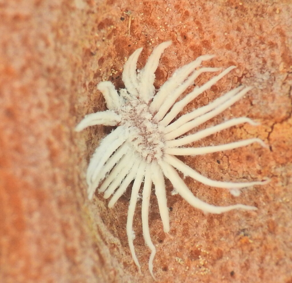 Trichorcus cinctus from Talegalla Weir QLD 4650, Australia on October ...