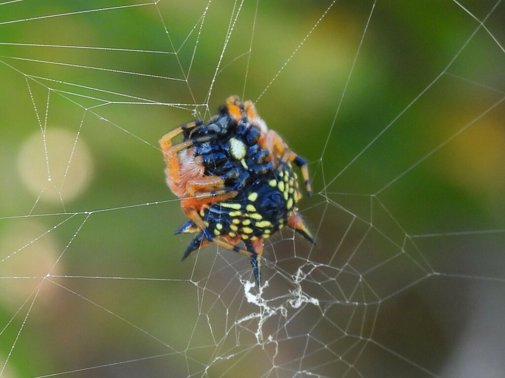 Christmas Jewel Spider from Forster NSW 2428, Australia on October 31 ...