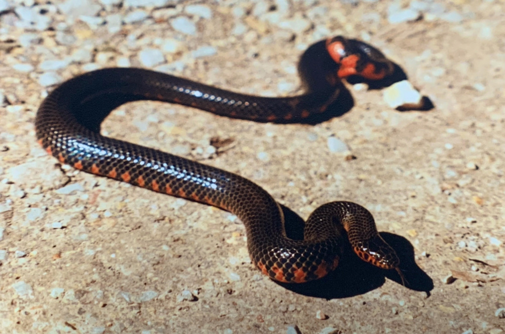 Western Mudsnake from Shawnee National Forest, Wolf Lake, IL, US on ...