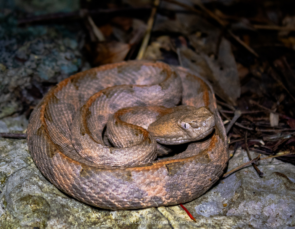 Yucatán Hognose Viper from Tizimín, Yuc., México on July 12, 2023 at 11 ...