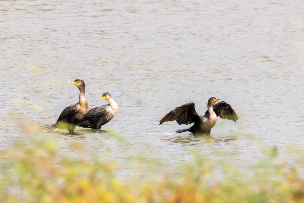 Double-crested Cormorant from Irving, TX, USA on October 29, 2024 at 02 ...