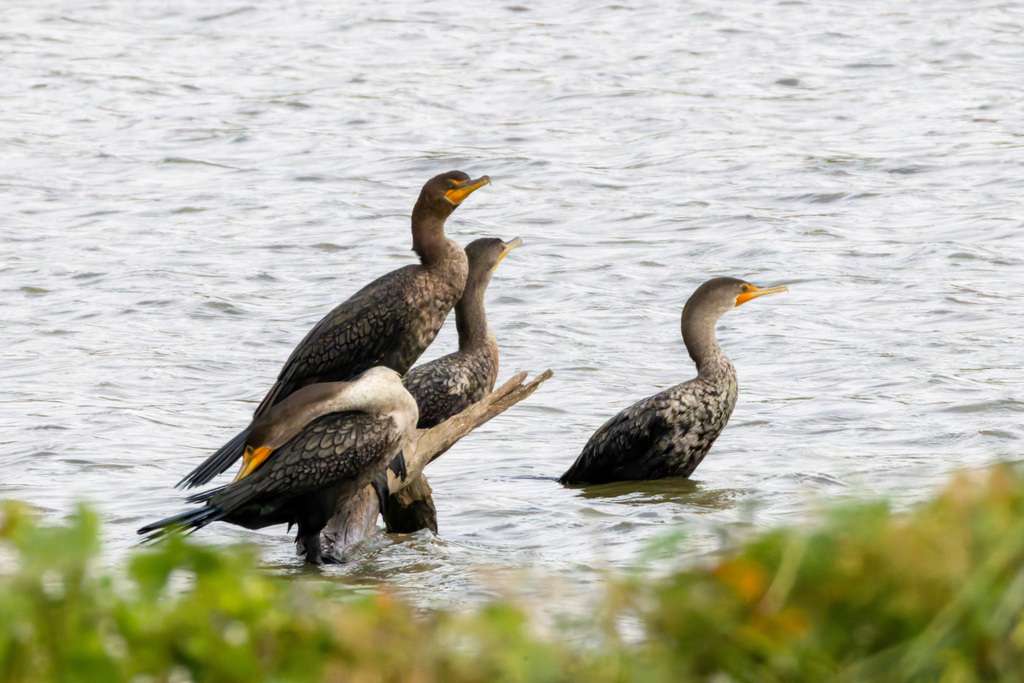 Double-crested Cormorant from Northwest Dallas, Dallas, TX, USA on ...