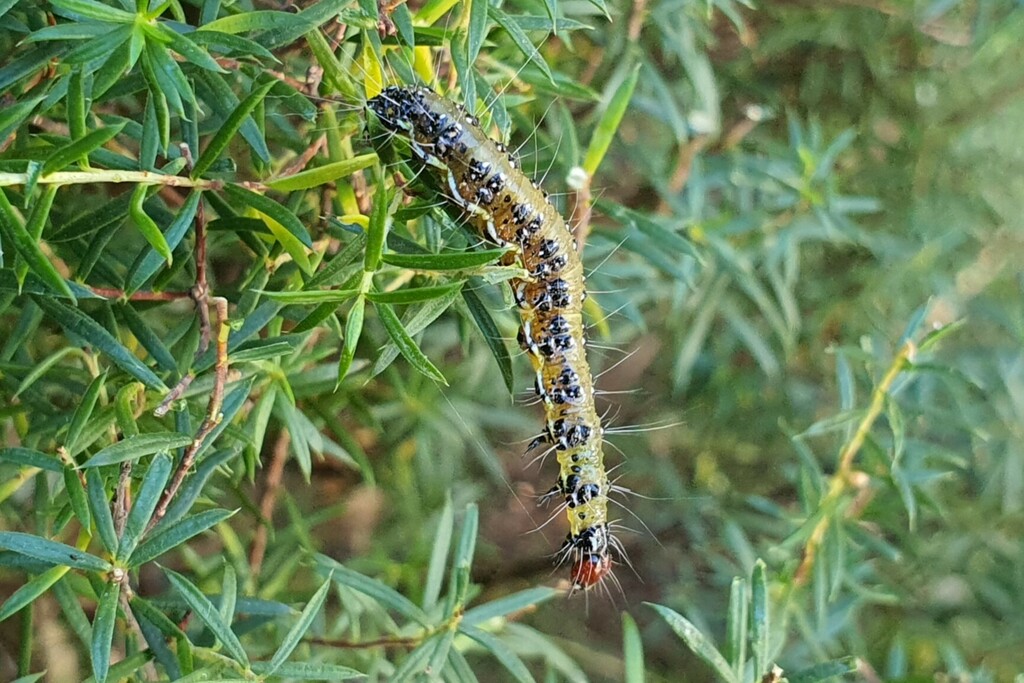 Tree Lucerne Moth in October 2024 by Garry French · iNaturalist
