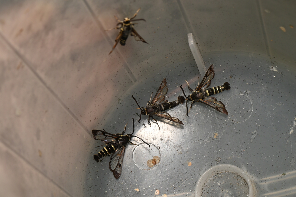 Fireweed Clearwing Moth from Rouyn-Noranda, QC, Canada on July 15, 2024 ...
