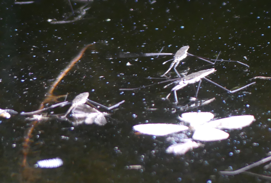 North American Common Water Strider from Trinity County, CA, USA on ...
