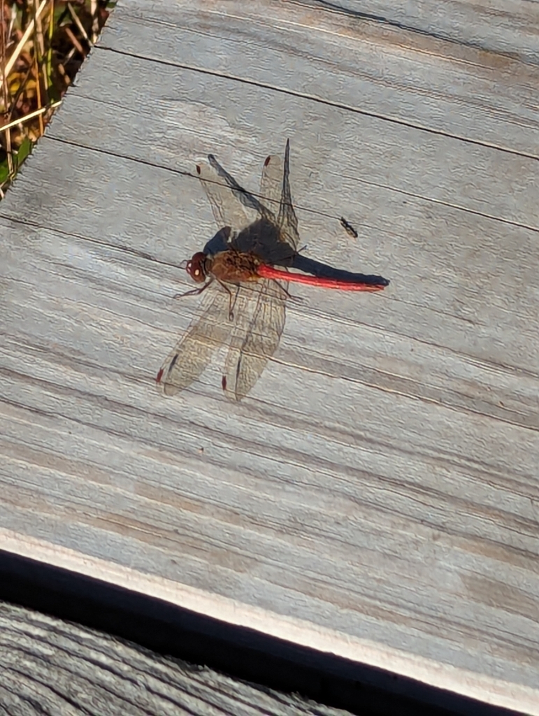 Autumn Meadowhawk from Canaan Heights, WV 26260, USA on October 30 ...