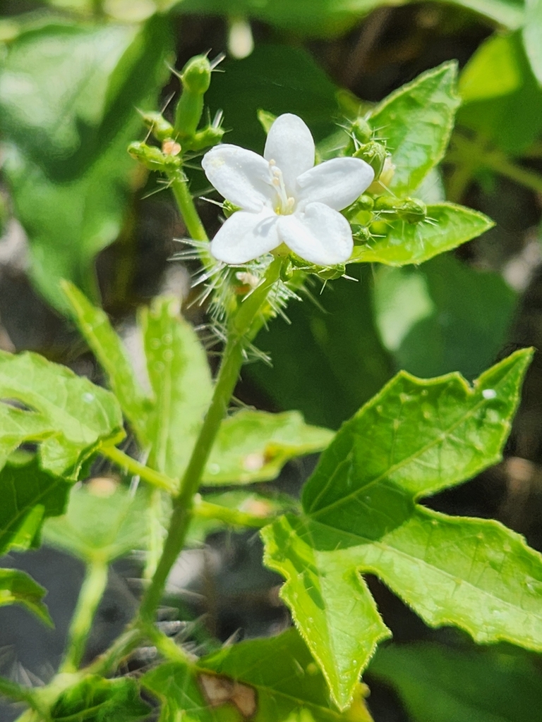 spurge nettle from Miami-Dade County, FL, USA on October 30, 2024 at 11 ...