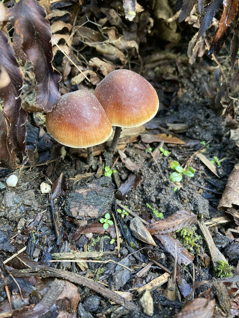 Cucumber Cap from University of Washington, Seattle, WA, USA on October ...