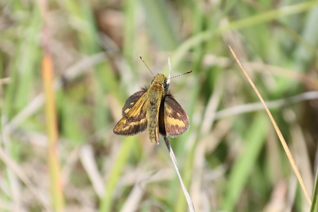 White-banded Grass-dart from Sunbury VIC 3429, Australia on October 21 ...