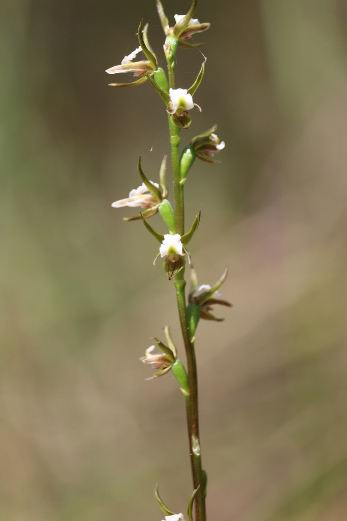 leek orchids in October 2024 by warren cameron · iNaturalist