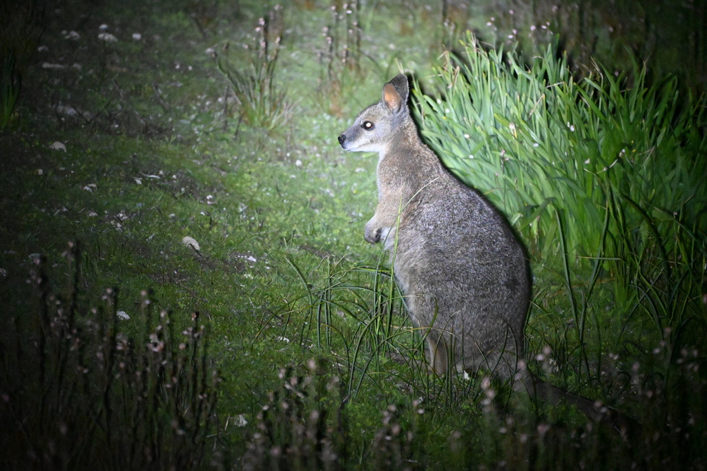South Australian Tammar Wallaby (Notamacropus eugenii eugenii) - Know ...