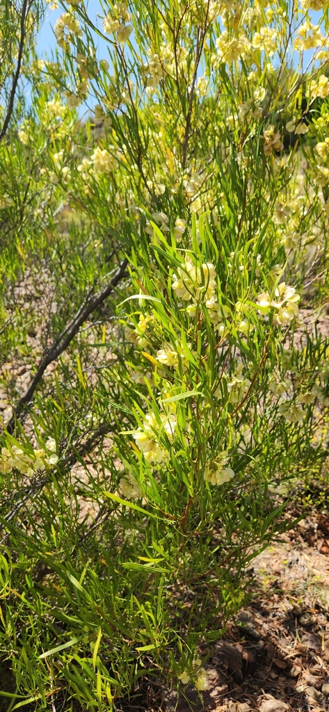 Something from Cape Winelands, ZA-WC, ZA on October 30, 2024 at 11:20 ...