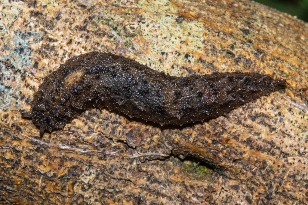 Leaf-veined Slugs from Progress Valley 9884, New Zealand on October 29 ...