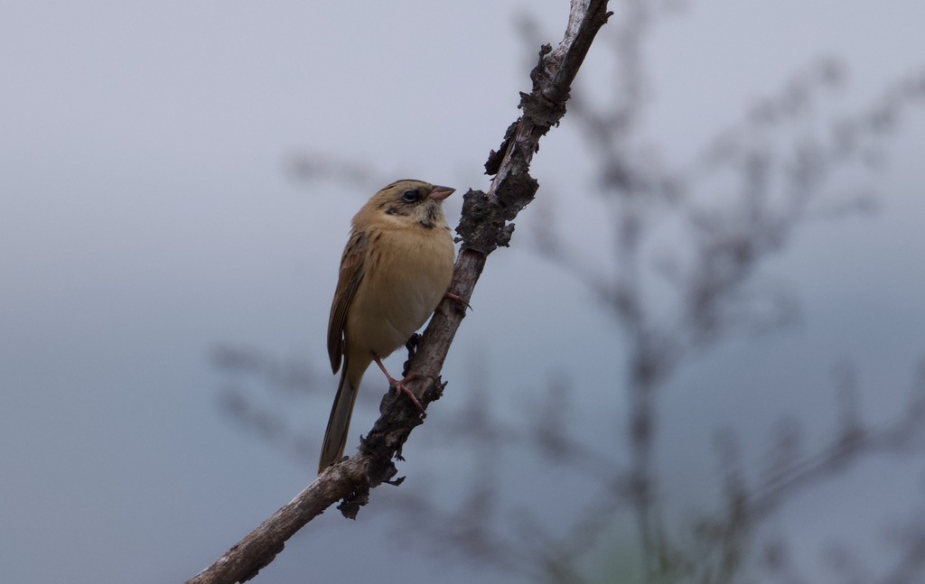 Ochre-rumped Bunting in October 2024 by Terry Townshend · iNaturalist