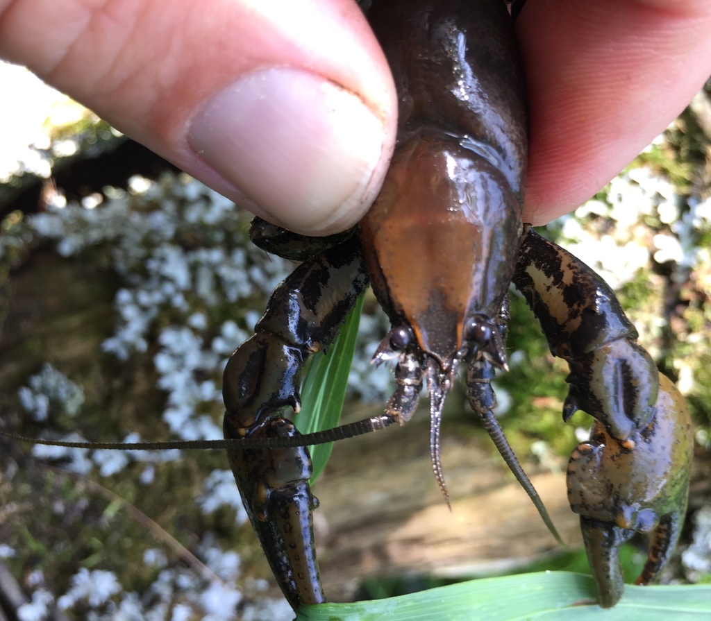 Eastern Crayfish from 586–604 1000 Islands Pky, Leeds and the Thousand ...