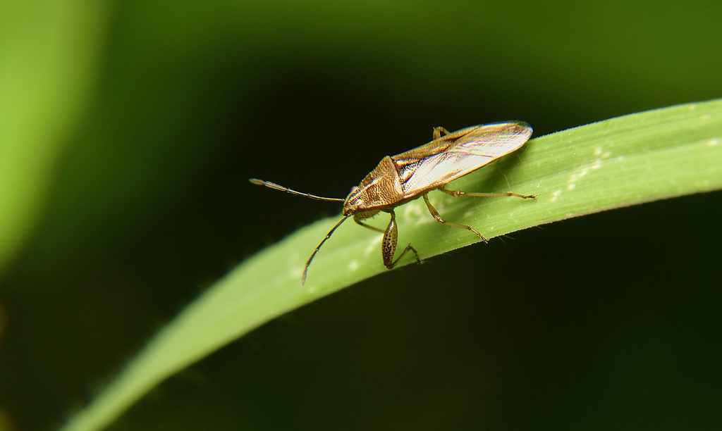Pachygronthidae from Ibagué, Tolima, Colombia on October 25, 2024 at 12 ...