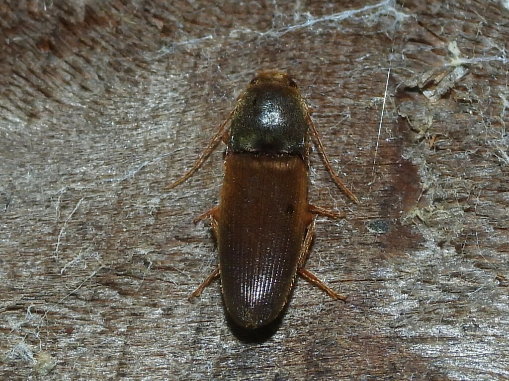 Pasture Wireworm from Coomba Park NSW 2428, Australia on October 31 ...