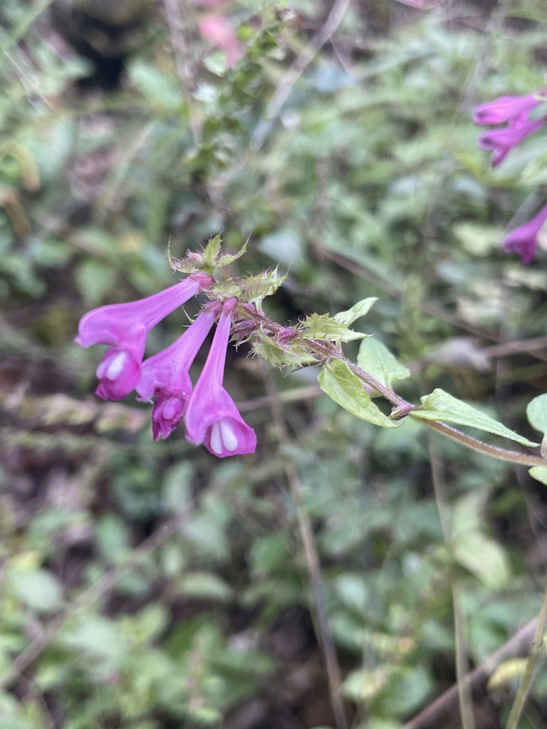 rosy cow-wheat from Honshu, Takayama, Gifu, JP on October 31, 2024 at ...