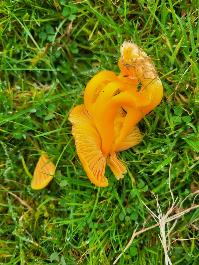 Honey Waxcap from Torpoint PL10 1HZ, UK on October 30, 2024 at 12:27 PM ...