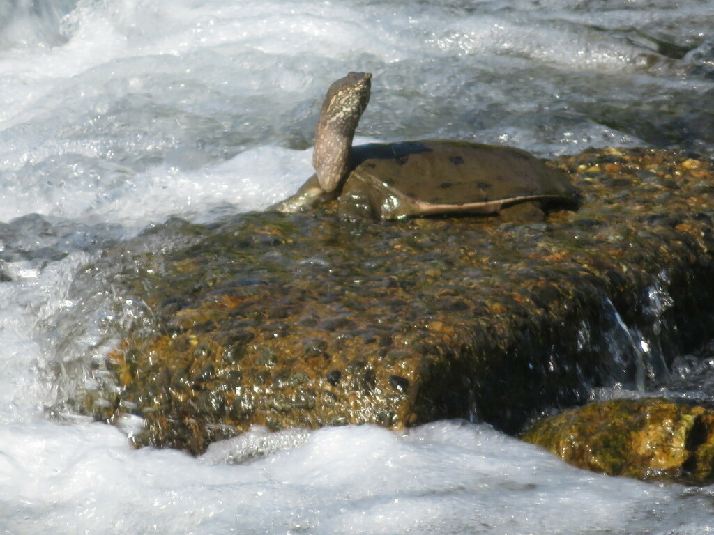 Chinese Softshell Turtle from Ukyo Ward, Kyoto, Japan on May 16, 2023 ...