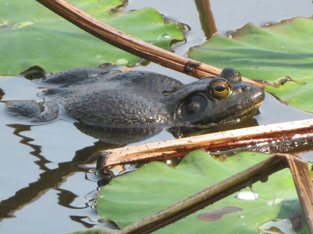 American Bullfrog from Kamigyo Ward, Kyoto, Japan on May 17, 2023 at 02 ...