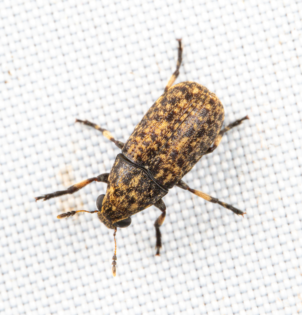 Euparius from 中国贵州省黔南布依族苗族自治州都匀市 on August 6, 2024 at 08:51 PM by Simba ...