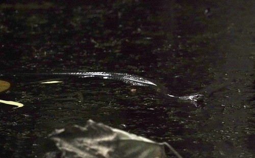 Slaty-grey snake (Stegonotus australis) - Snakes and Lizards