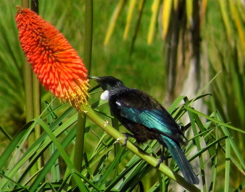 New Zealand Tūī in October 2024 by Paul Taylor. Nice view of a Tui ...