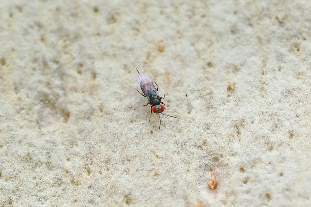 Azotidae from Dowse Lagoon, Brisbane QLD, Australia on October 31, 2024 ...