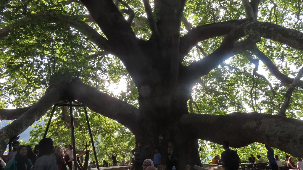 Oriental Plane from Osmangazi/Bursa, 土耳其 on August 7, 2024 at 11:30 PM ...